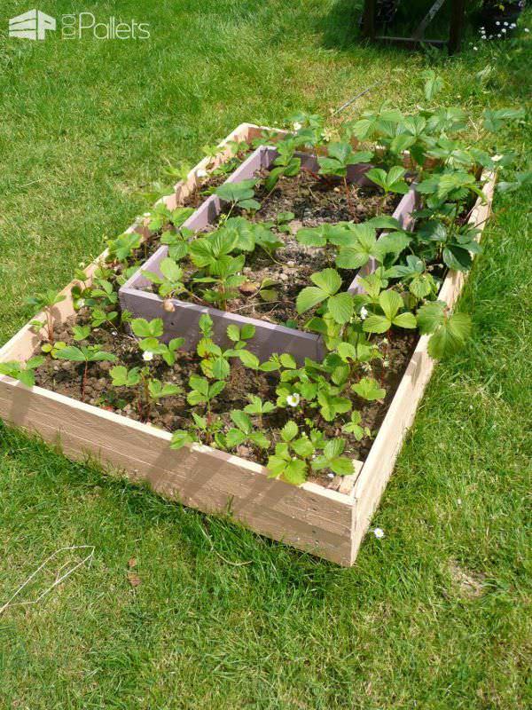 Strawberry Pallets Pyramide / Pyramide De Fraisiers En Palettes ...