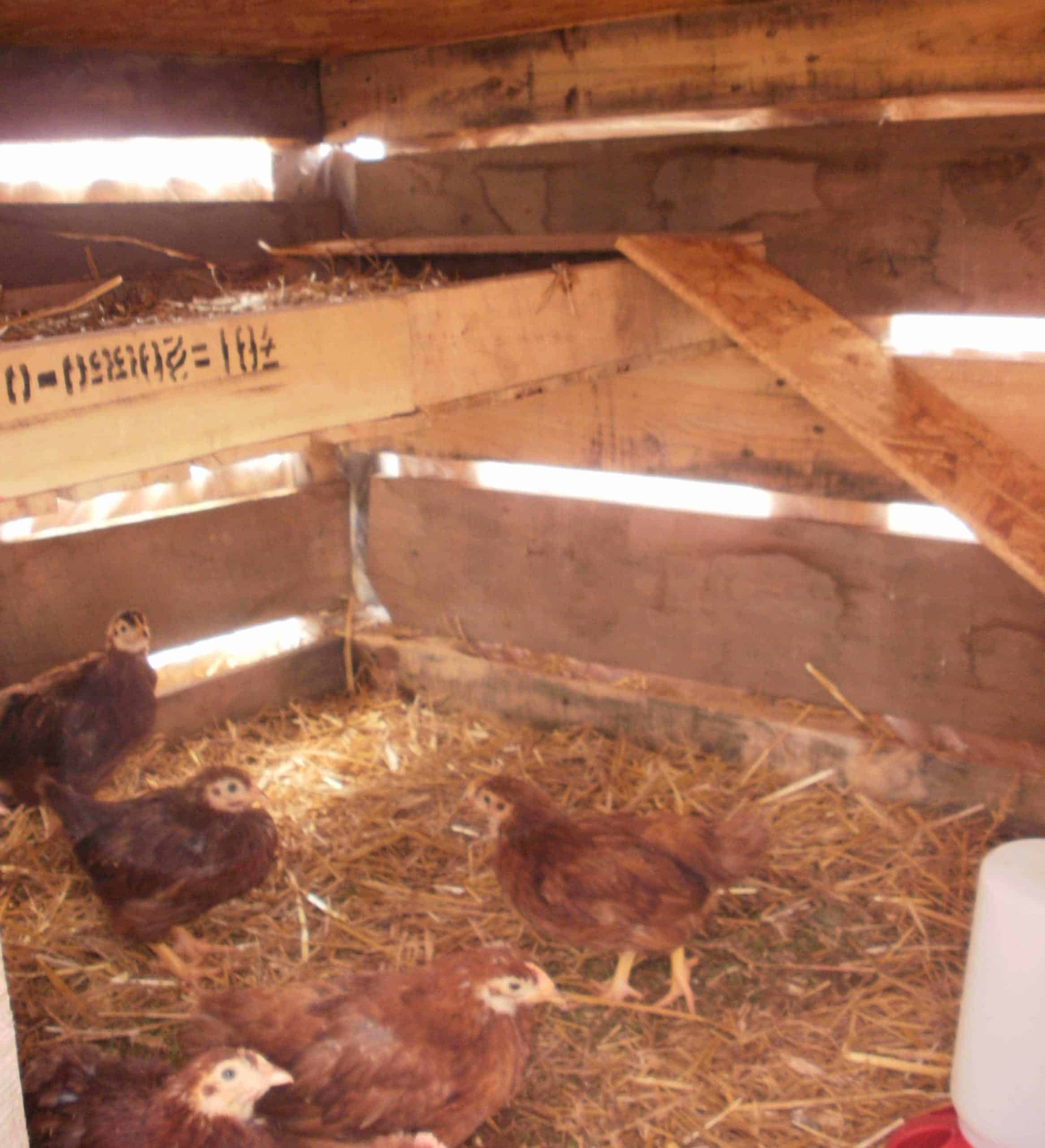 Our Best Pallet Chicken Coops, Hutches & Cages • 1001 Pallets