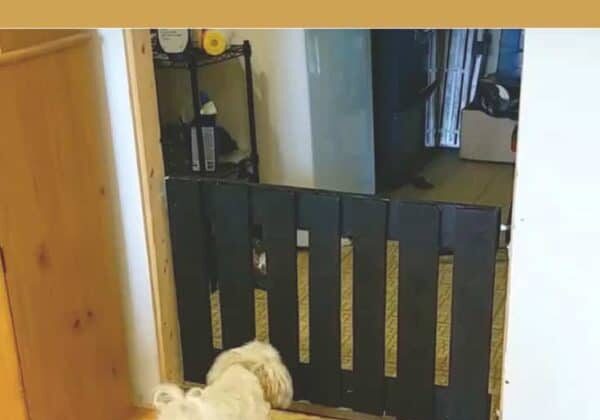 Party Perfect Pallet Patio Set Doubles As Pooch Palace • 1001 Pallets